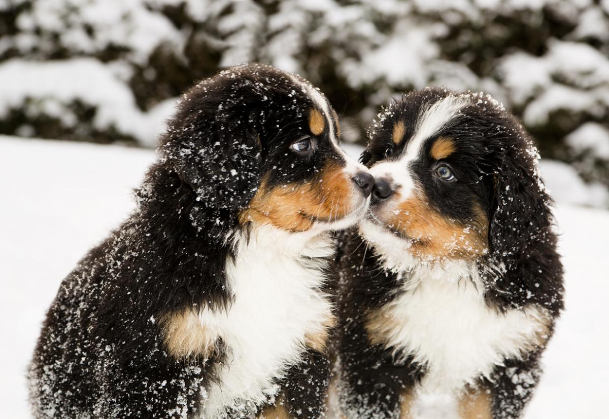Where to Stay in Aspen with Pets | Frias Properties